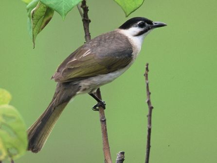 Birding In Taiwan - Styan’s Bulbul